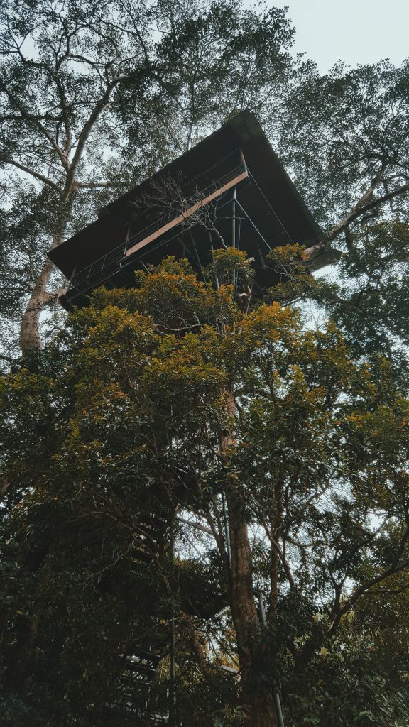 Staying Atop A Treehouse In Wayanad - Unstumbled